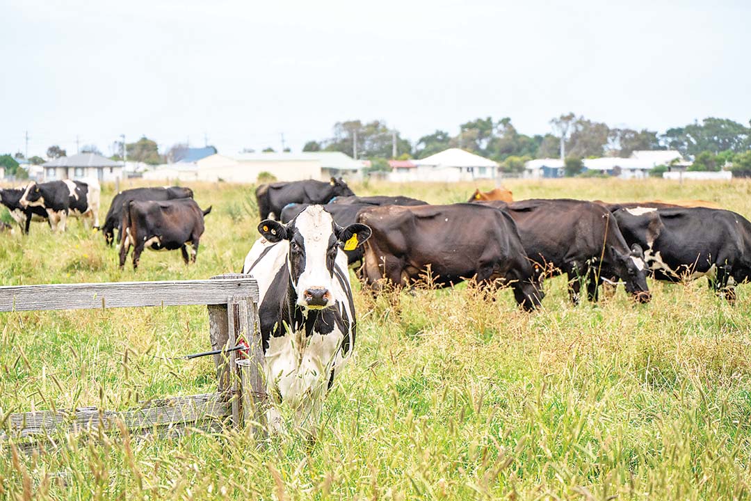Extreme weather challenges farmers | GippslandFarmer