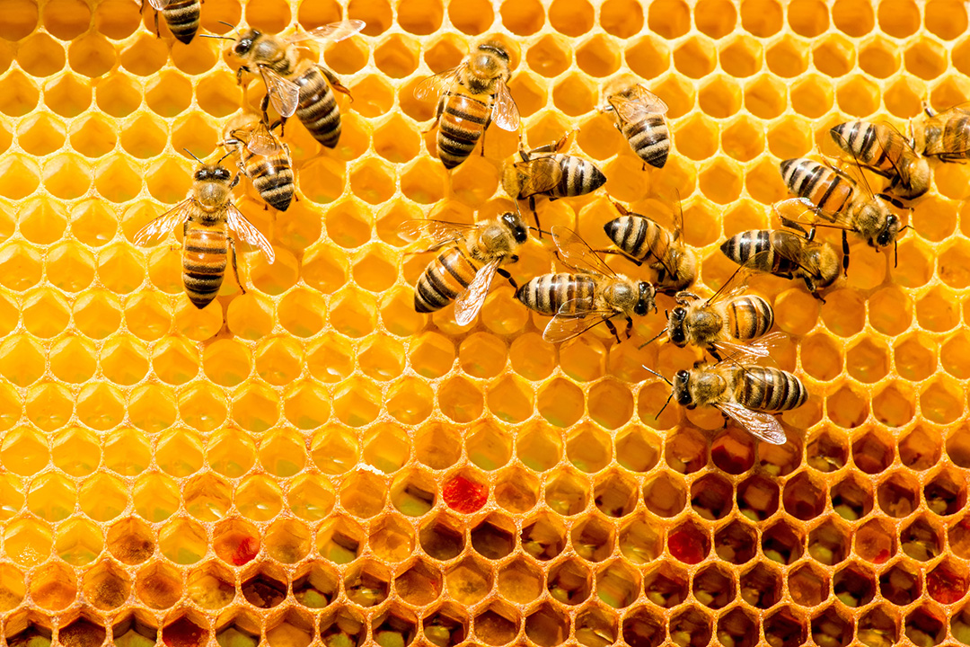 Beekeeper permits | GippslandFarmer
