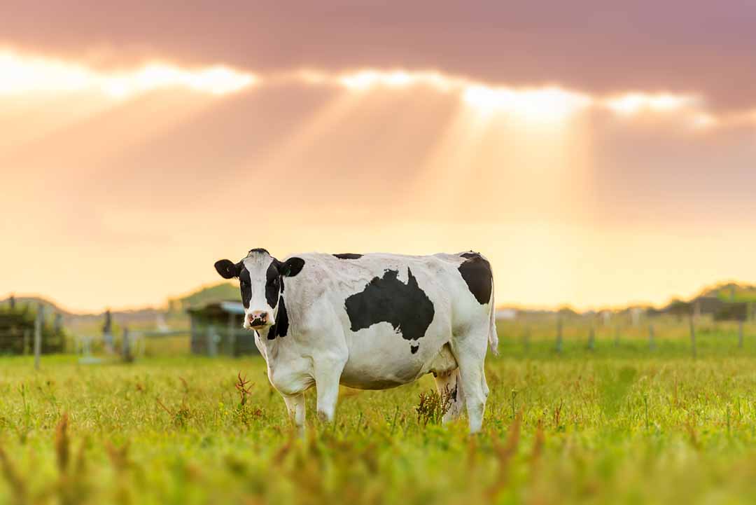 Dairy Australia’s AGM | GippslandFarmer