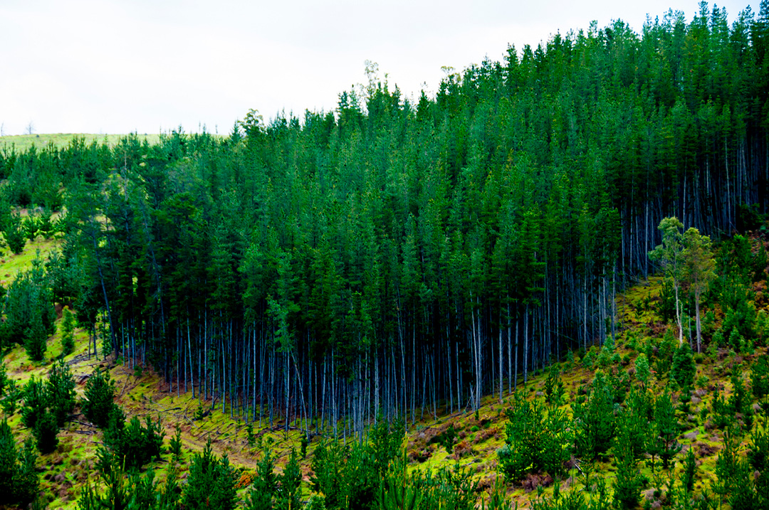 Plantation grants available | GippslandFarmer