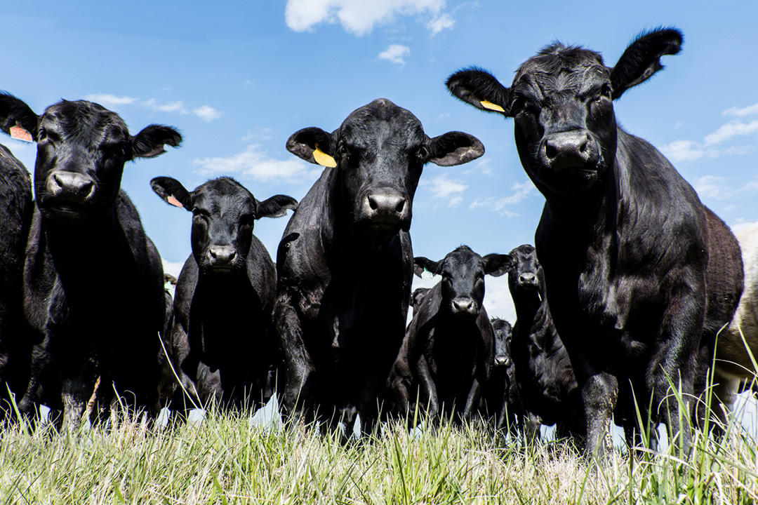 Pastoral industry future feared | GippslandFarmer