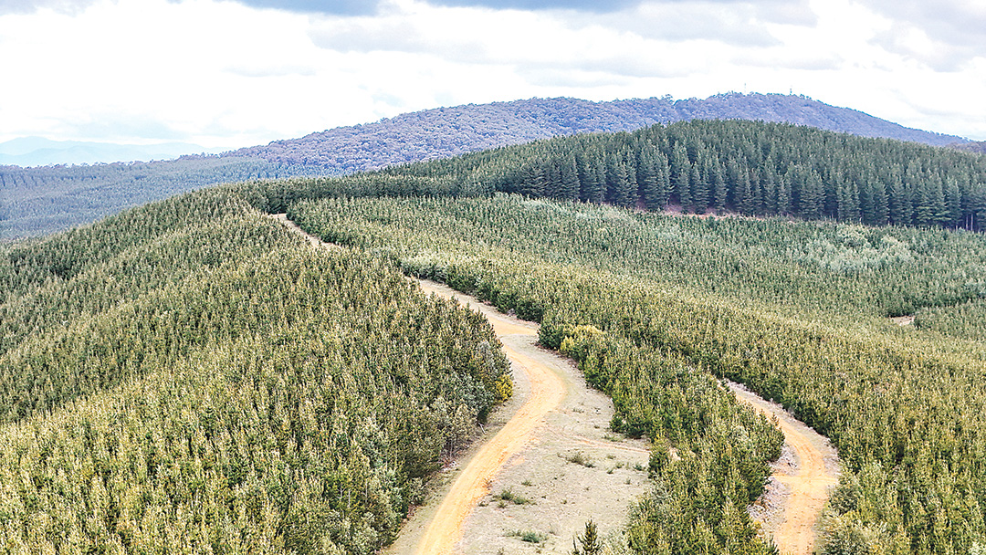 Gippsland plantations set to expand | GippslandFarmer