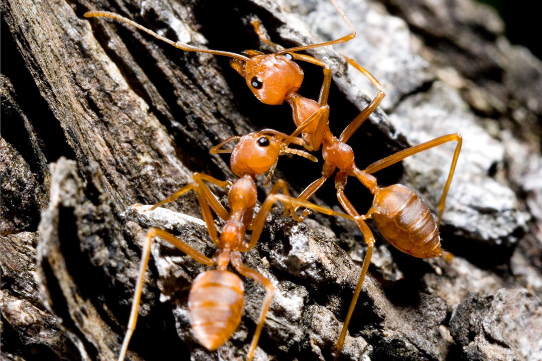 Beware very dangerous ants | GippslandFarmer
