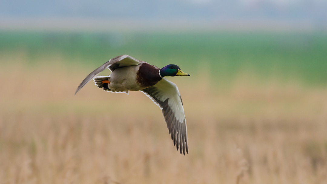 Duck survey underway | GippslandFarmer